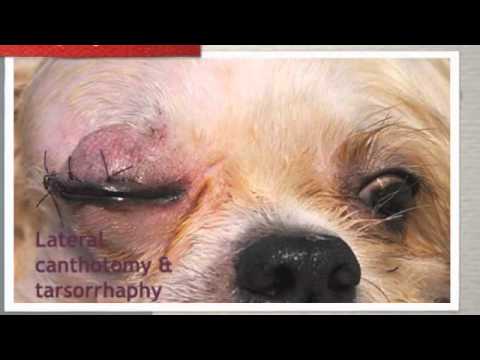 Eye Ulcer in Dogs - Tarsorrhaphy - YouTube