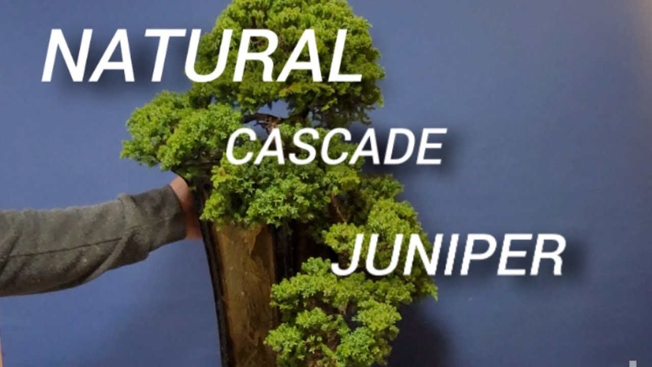 Clip and grow approach, on a cascade juniper - YouTube