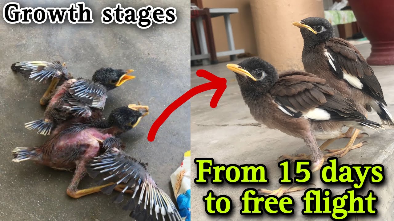The Mynah chicks growth from 15 days to free flight You've Been Waiting ...