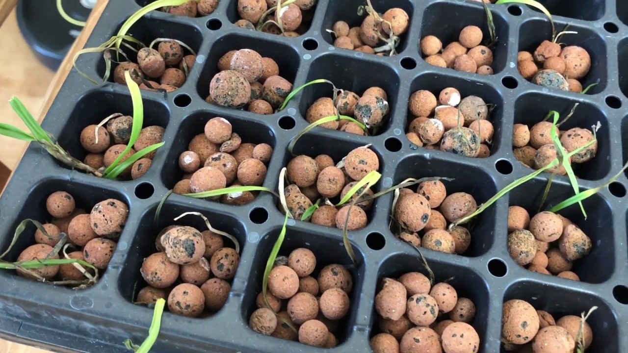 Orchid Flasks: Semi-Hydroponics (Part Four) - YouTube