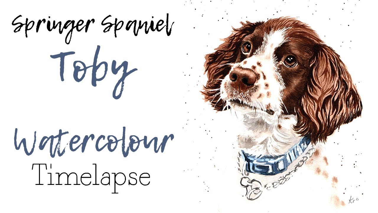 Toby the Springer Spaniel in Watercolour - YouTube