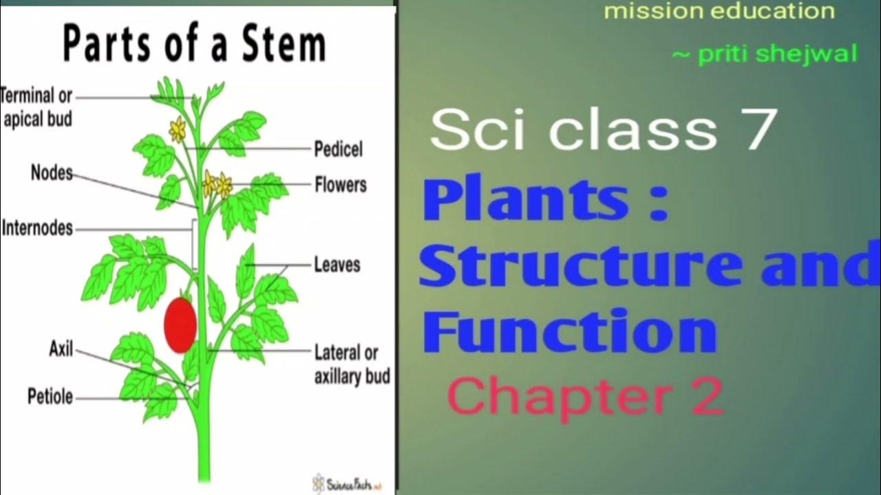 Sci class7,Chap-2 Plants-Structure&Function. ( parts of stem) with ...