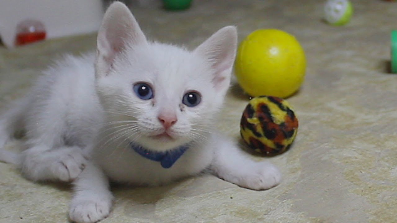 Cat cam: kittens live stream with street cat Snow and her 4 kittens ...