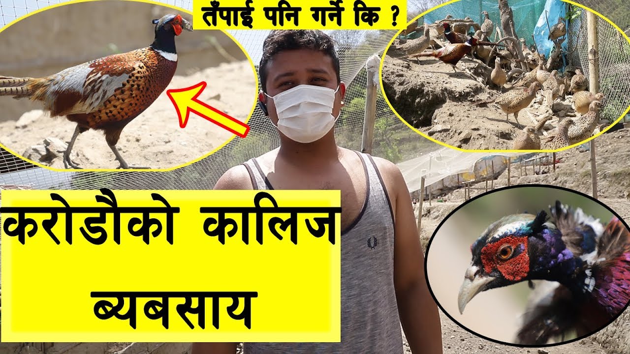 हेर्नुहोस, नेपालमै बसेर लाखौ को आम्दानी। गरे नेपालमै सुन फल्ने|| Kalij ...