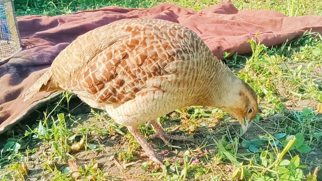 beautiful feeding sounds of dakni teetar - YouTube