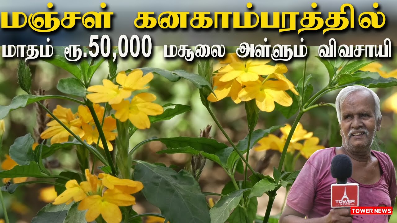 மஞ்சள் கனகாம்பரம் | Manjal kanagambaram | Kanakambaram | Crossandra ...