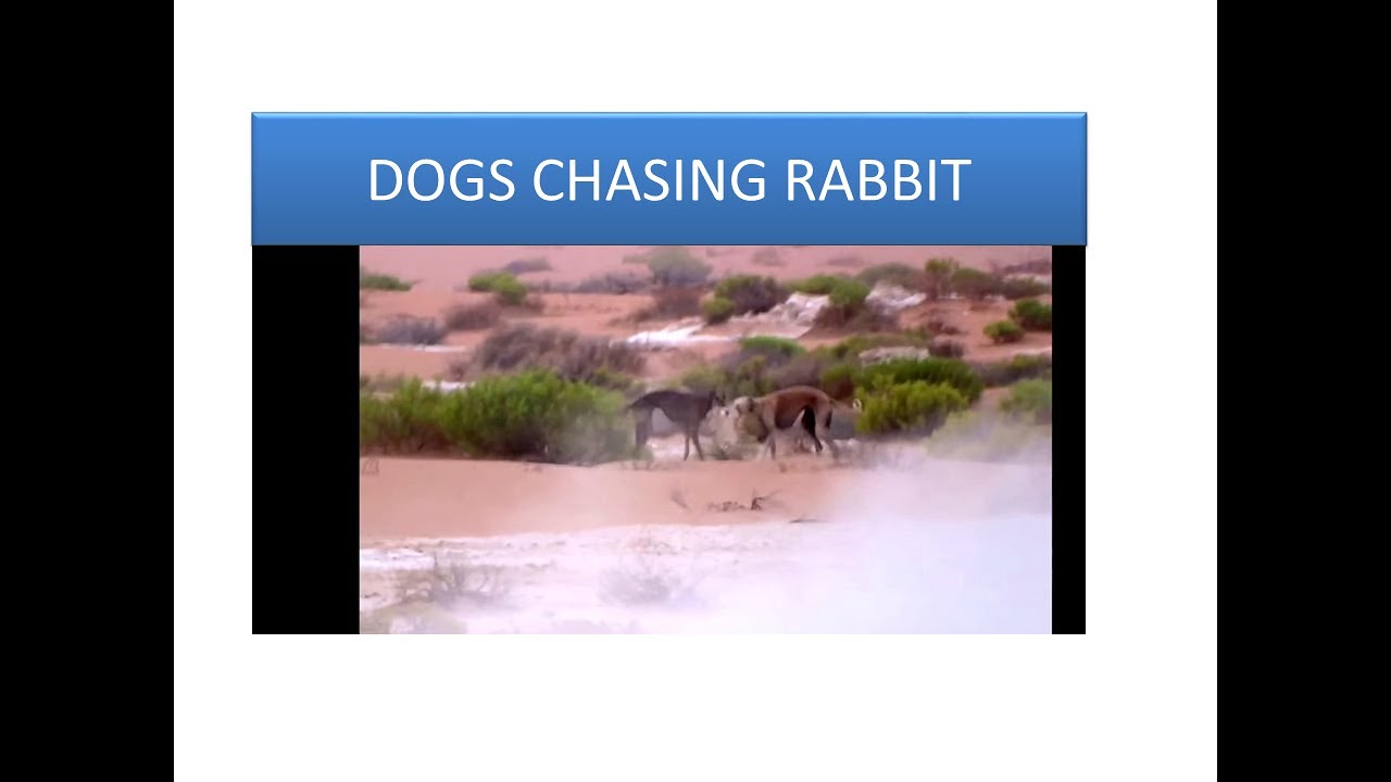 DOGS CHASING RABBIT#DOG #RACE #rabbit Greyhound Chasing Rabbit -- Two ...