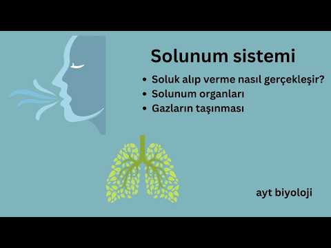 11. Sınıf Biyoloji-Solunum Sistemi