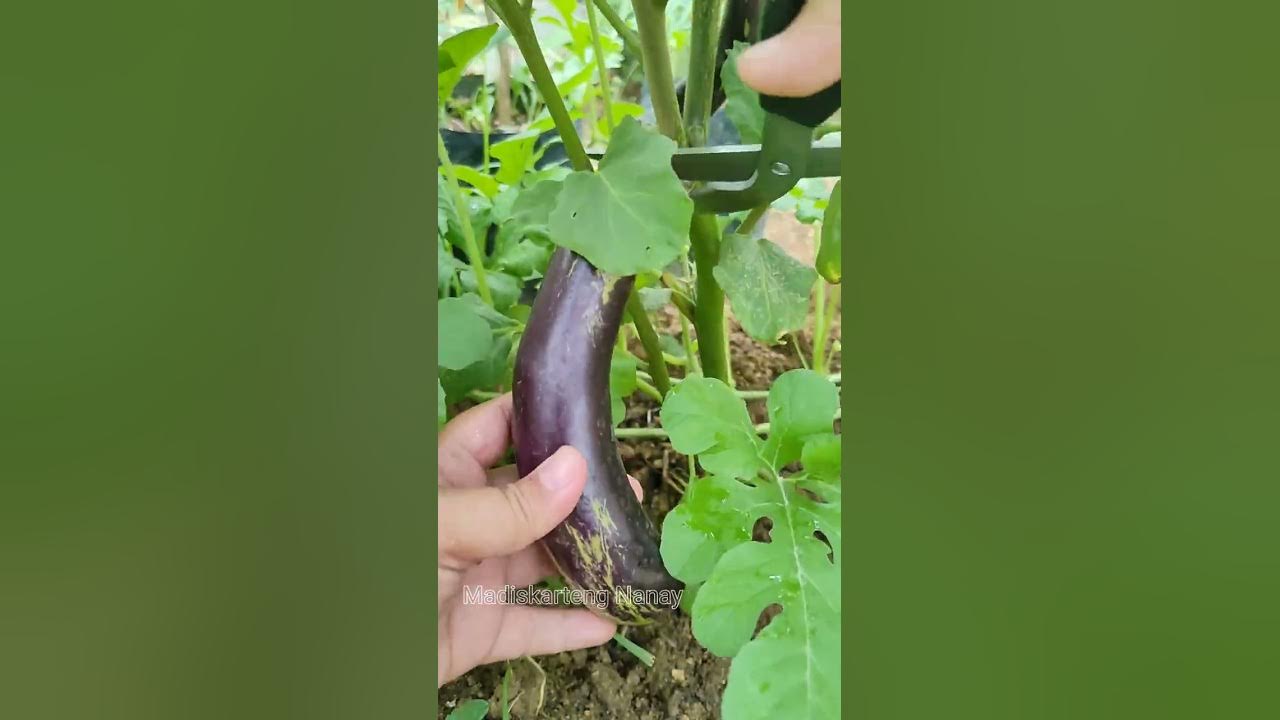 harvest time tayo ng aking mga gulay - YouTube