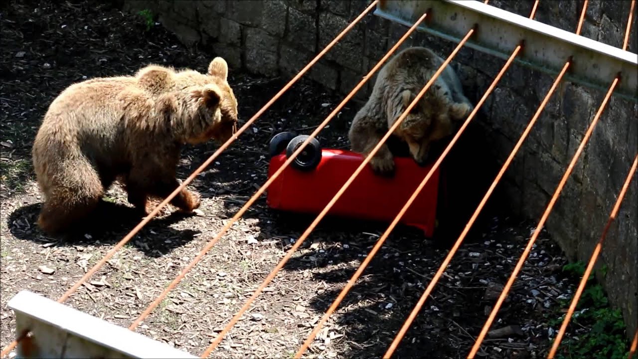 Testing garbage container "bear-proofness" in ZOO Ljubljana - YouTube