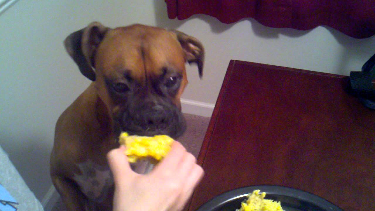Crazy boxer eating corn on the cob - YouTube