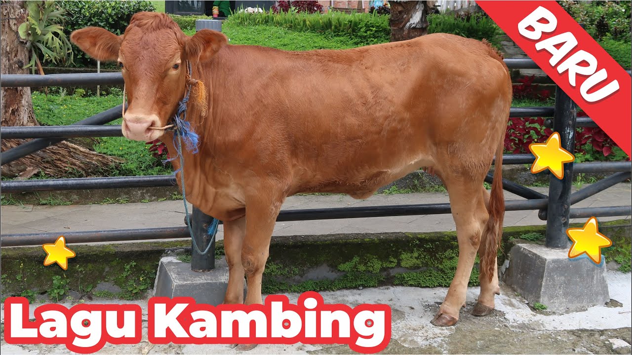 KAMBING LUCU-LUCU KAMBING LUCU EMBEK KAMBING LUCU SEKALI KAMBING LUCU ...