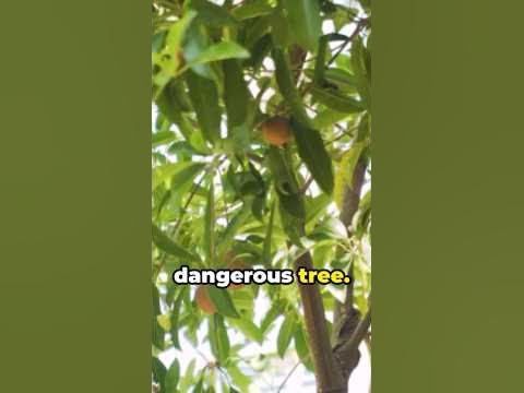 The Most Dangerous Tree In The World! #shorts #nature #tree - YouTube