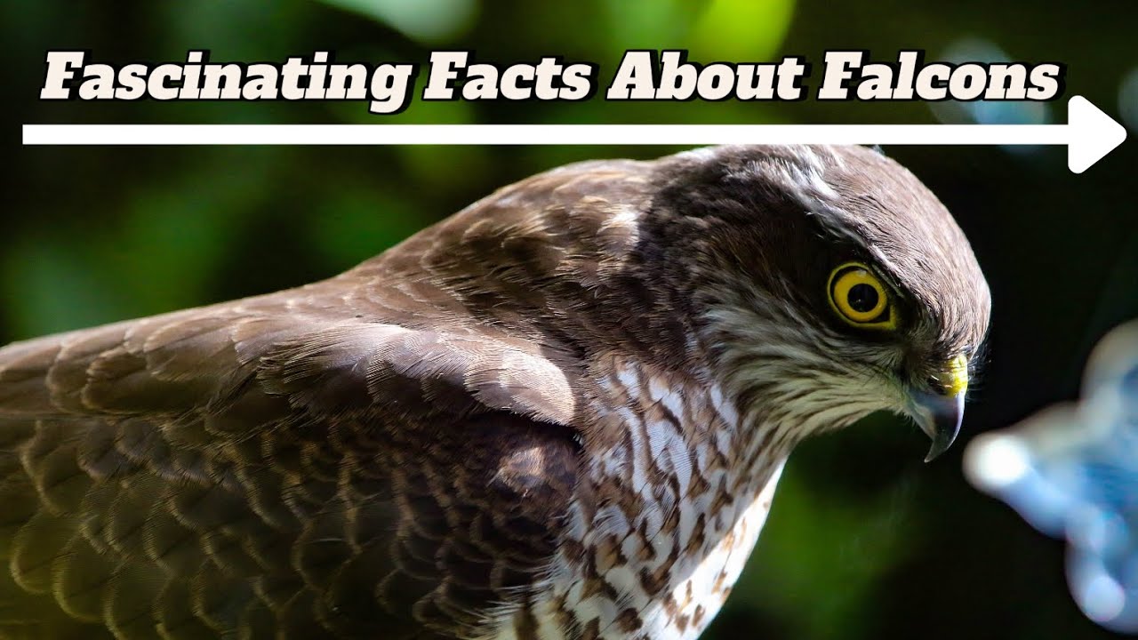 Peregrine Falcons | Fascinating Facts About Falcons - YouTube