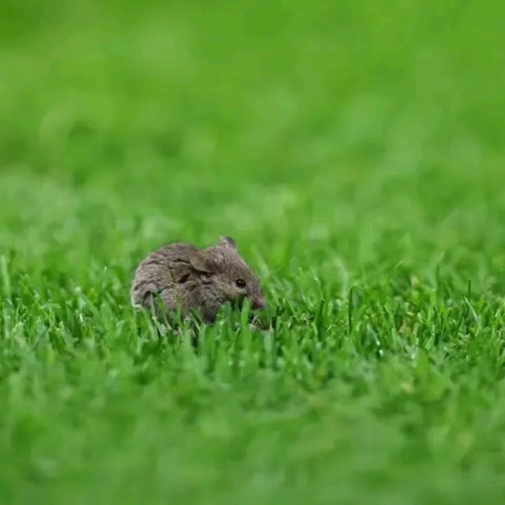 🚨BREAKING: Hundreds of mice spotted on the Old Trafford pitch. - YouTube