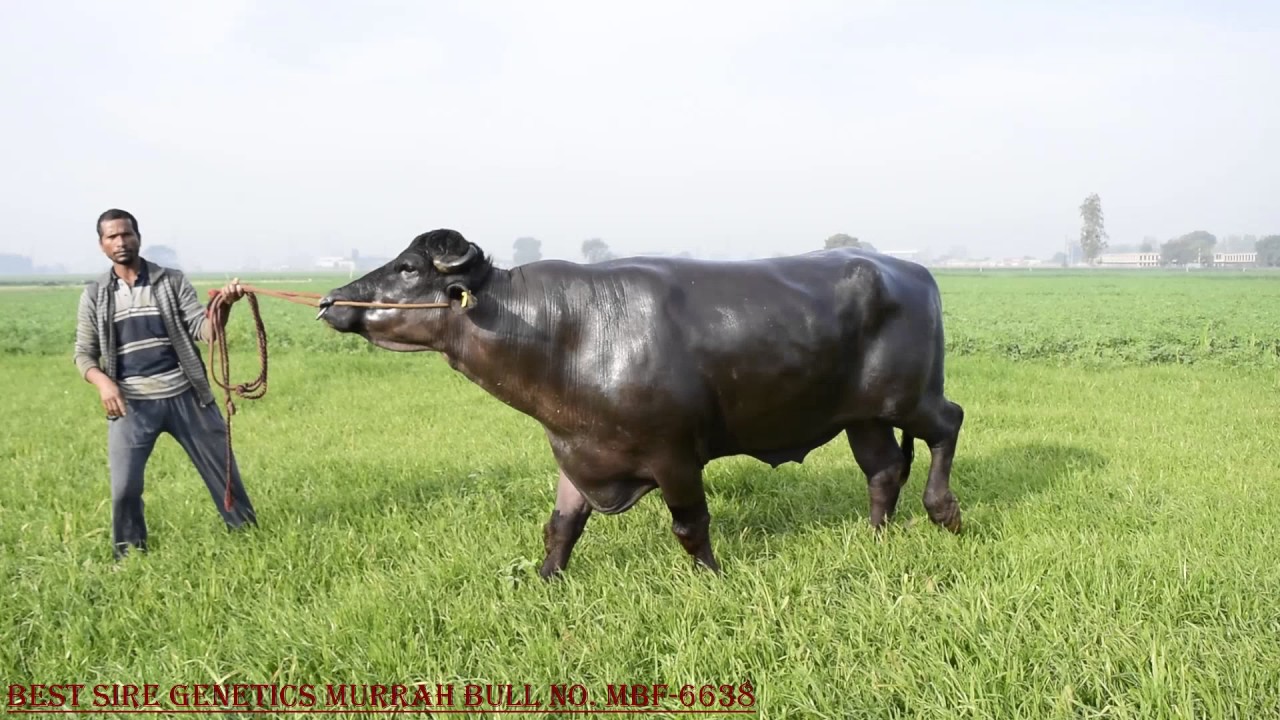 BEST SIRE GENETICS MURRAH BULL NO. 6638 - YouTube