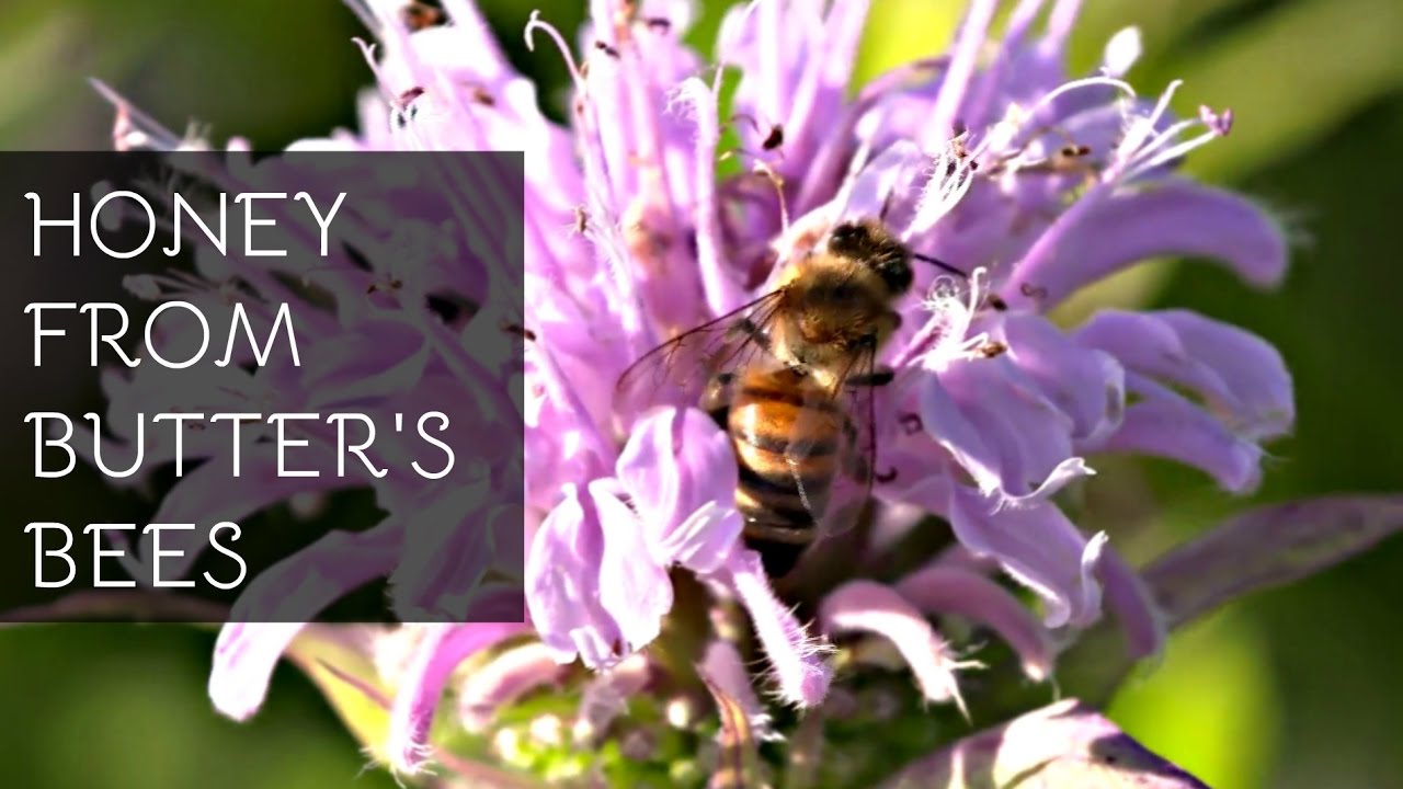 Honey from Butter's Bees in Burlington, Iowa - YouTube