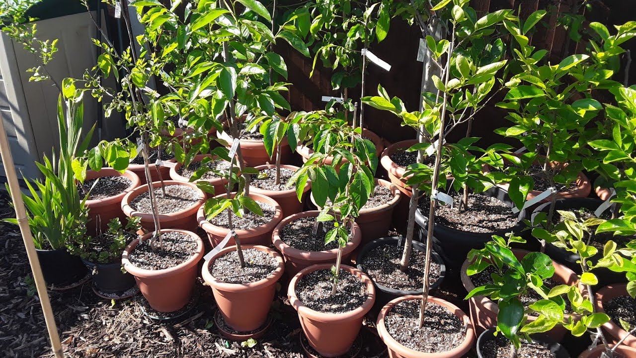 Perfect day for re-organising overcrowded trees - YouTube