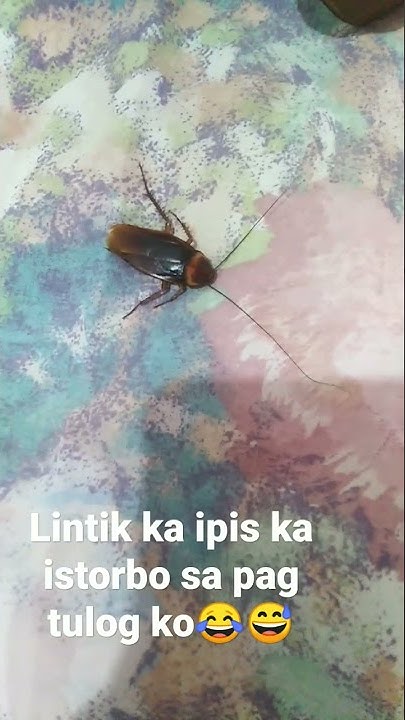 Bwisit kang ipis ka istorbo ka sa pag tulog ko😂😅 - YouTube
