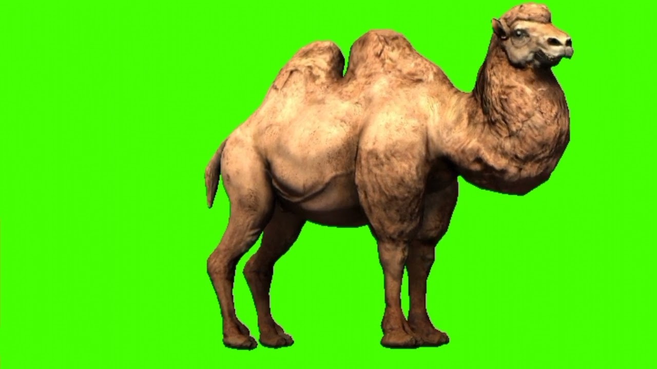 Green screen animation - YouTube