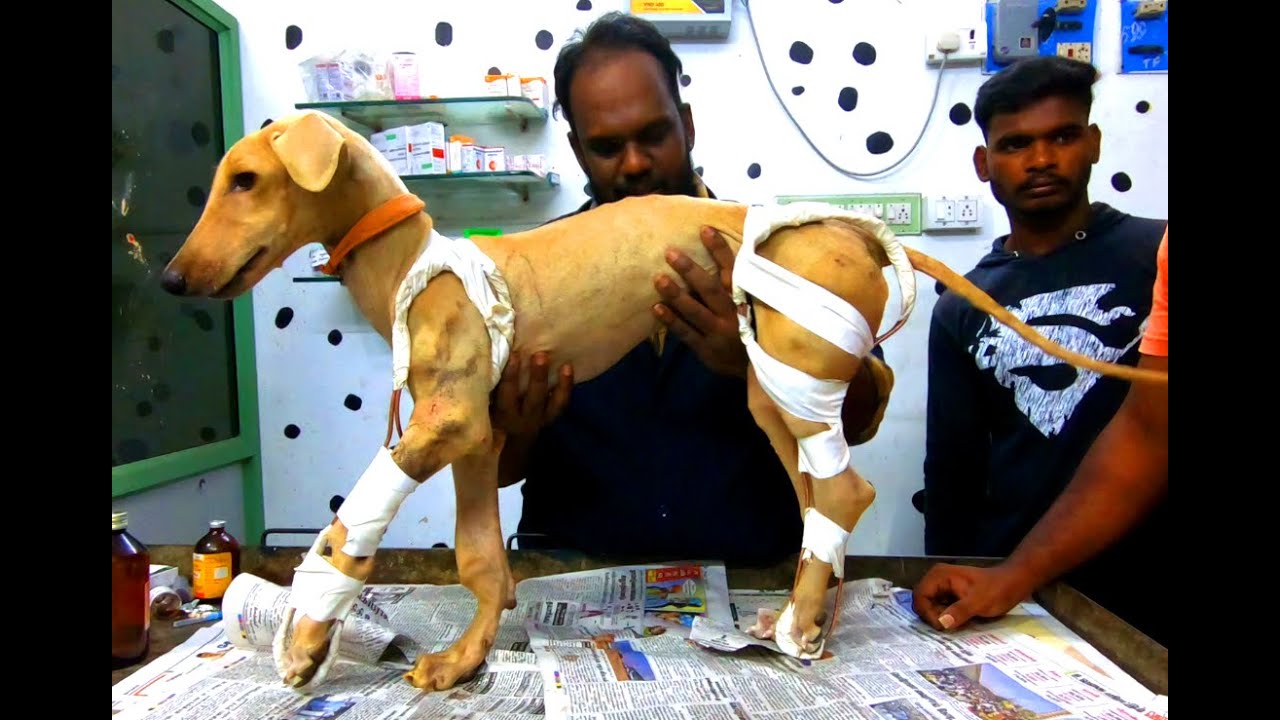 What is Hematoma in dog ? Modified Thomas Splint For Fracture ...