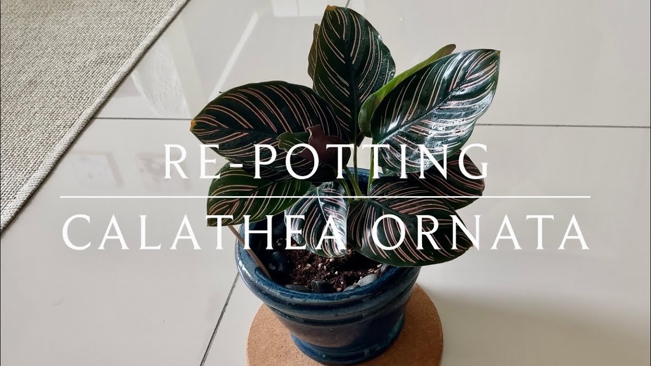 Re-pot Calathea Ornata (dry, clumpy soil) - YouTube