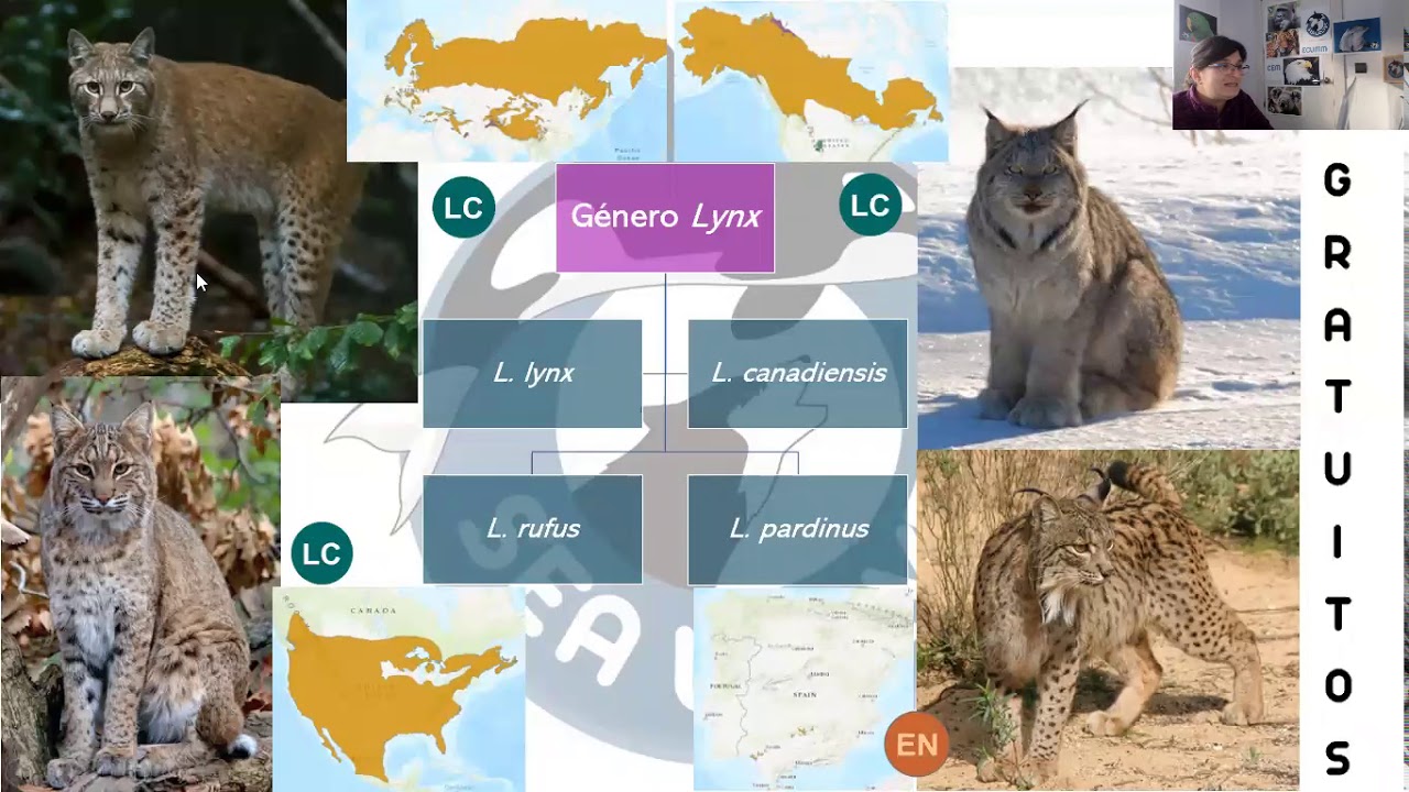 LINCES: características, similitudes y diferencias de las 4 especies ...