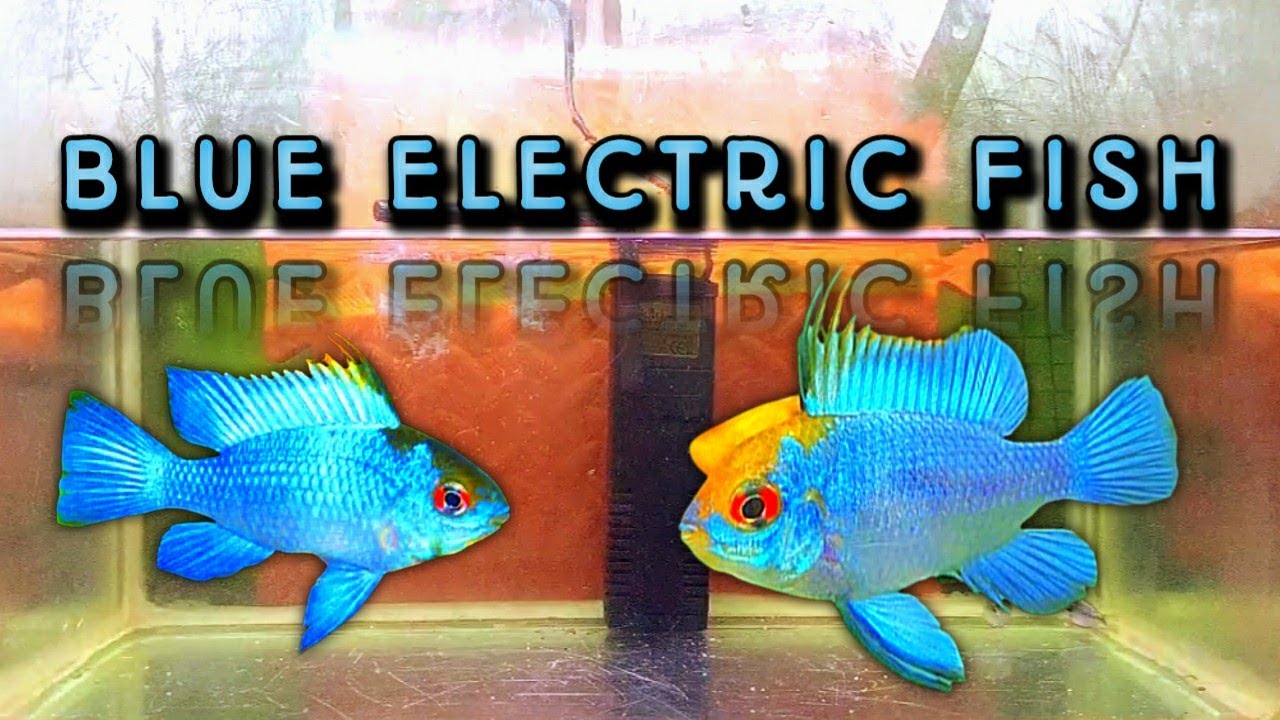 Blue electric Fish in Aquarium - YouTube