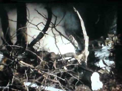 Graham Hill Tribute - YouTube