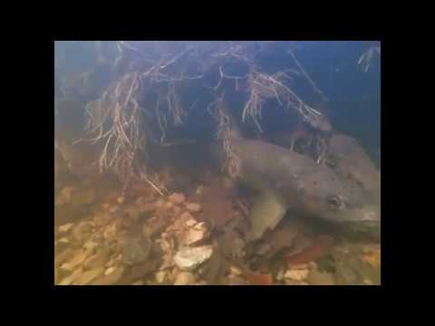 Reproduction des truites fario dans le département de l'Orne. - YouTube