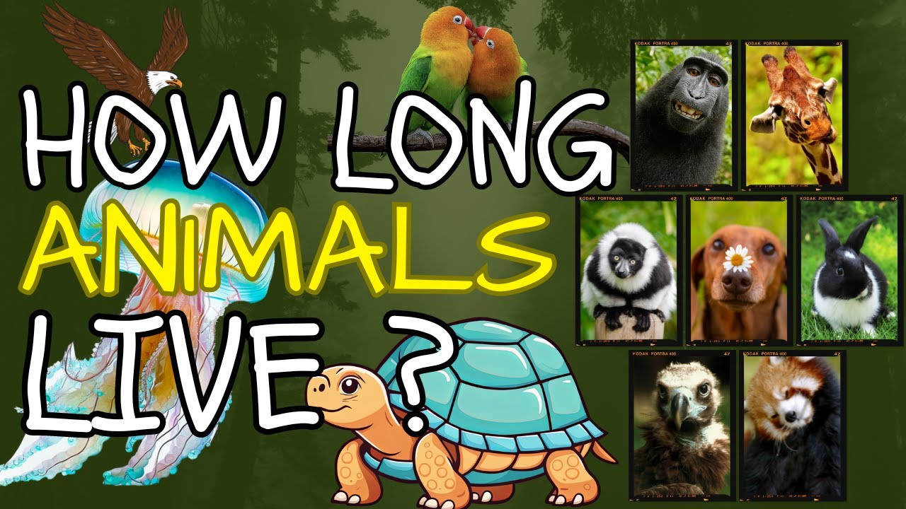 How Long Do Animals Live? 🦁🐯🐤🐧 | Amazing Animal Lifespans: From ...