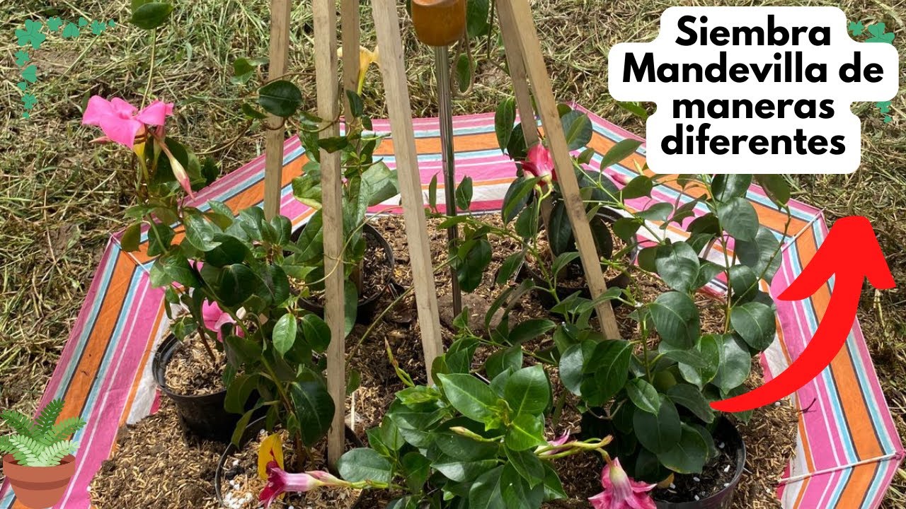 Plantando Mandevilla En El Suelo 100 Pc Plantas De Mandevilla