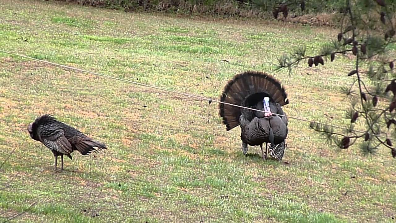 Tom Turkey Strutting His Stuff 4-7-14 - YouTube