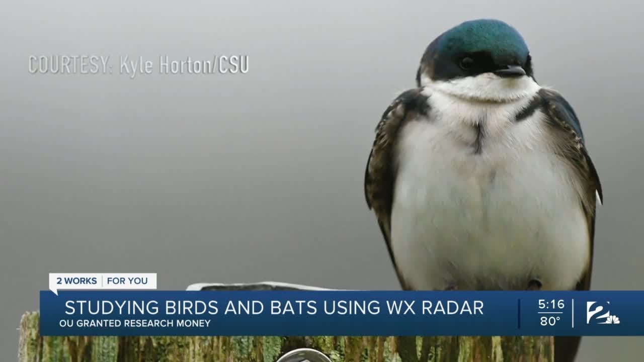 Studying birds and bats using weather radar - YouTube