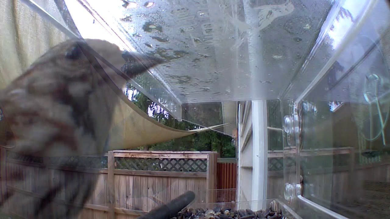 Critter cams morning of 6-5-20 - YouTube