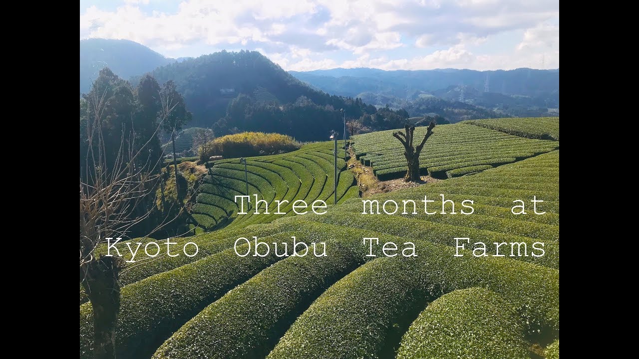 Three months at Obubu Tea Farms - YouTube