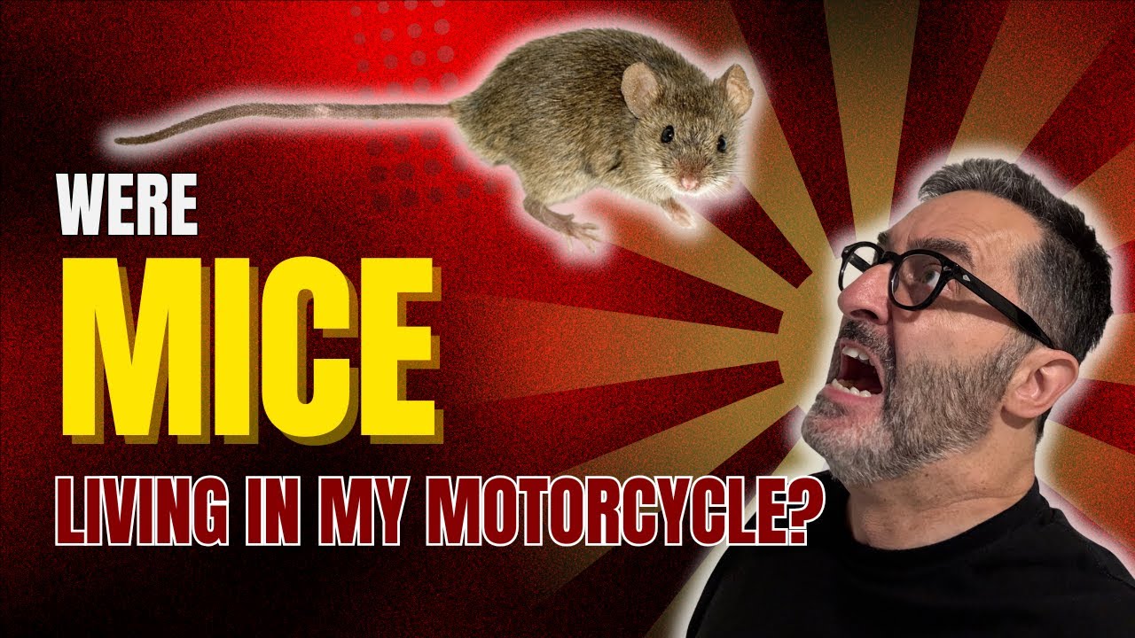 Suzuki GS750 - Were MICE living in my motorcycle?! - YouTube