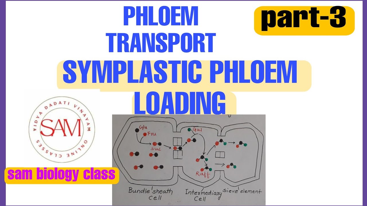 SYMPLASTIC PHLOEM LOADING@SAM BIOLOGY CLASS - YouTube