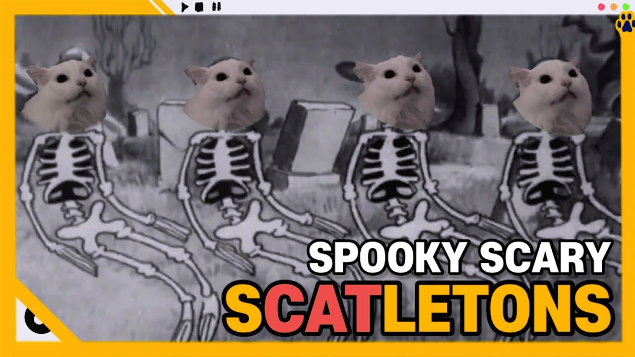 무서운 해골 고양이?!? Spooky Scary Scatletons Cat remix - YouTube