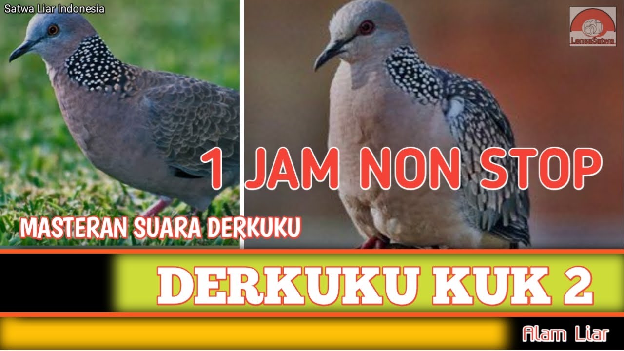 Suara burung Derkuku kuk 2, masteran burung 1 Jam Nonstop - YouTube