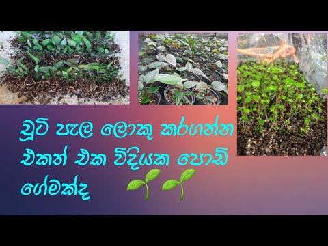 චූටි පැල ලොකුකර ගන්න මේ ක්‍රමයත් සාර්ථකයි . || #imathi || #anthurium 🌱 ...