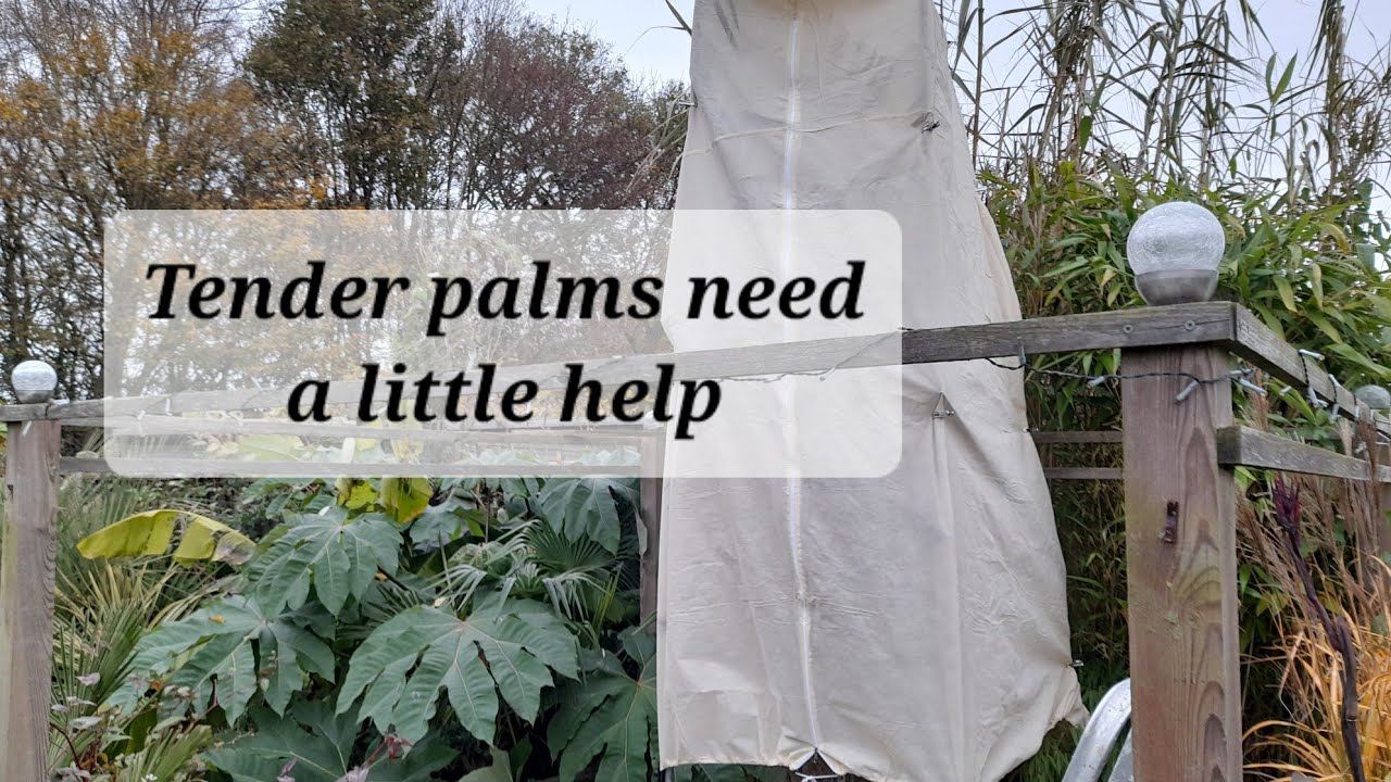 Protecting cold sensitive palms in the UK - YouTube