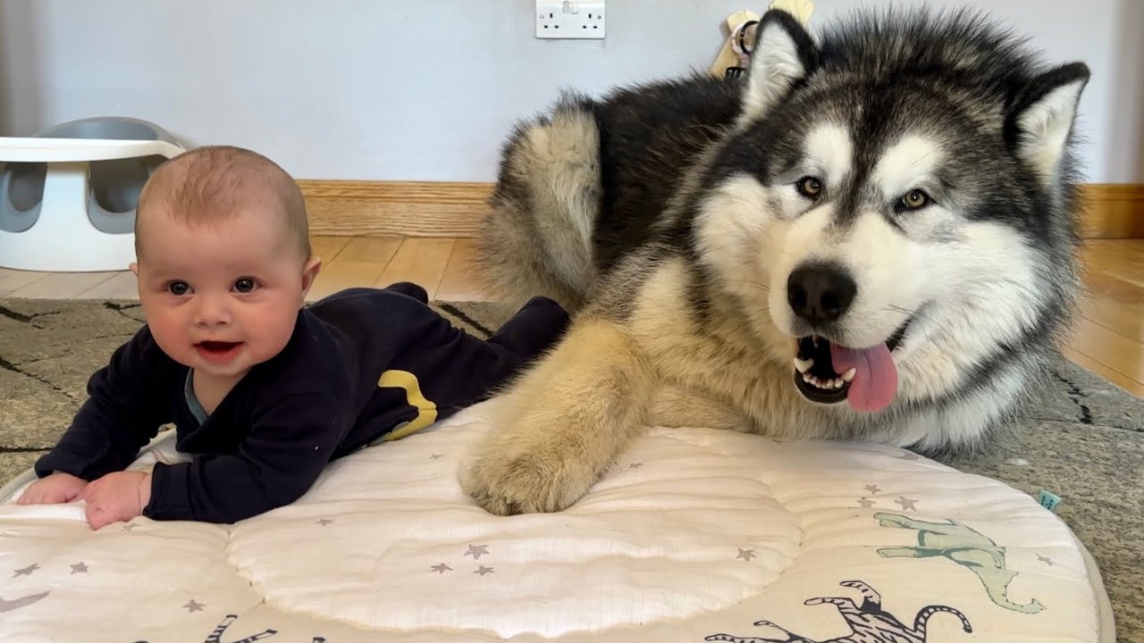 Adorable Baby Boy Talks To His Giant Fluffy Guard Dogs! (Cutest Ever ...