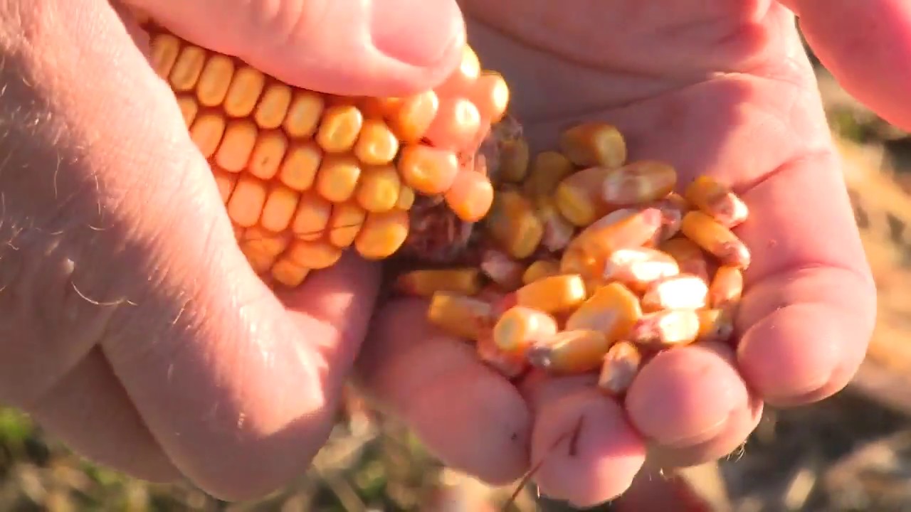 Farming responsibly: a holistic approach to sustainability - YouTube