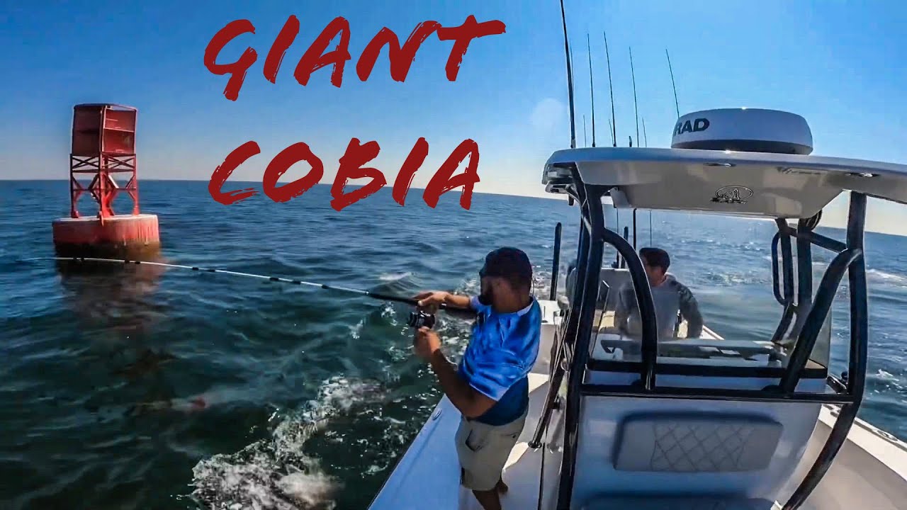 **PULLING GIANT COBIA OFF BIG SHIPPING CHANEL MARKERS!!** - YouTube