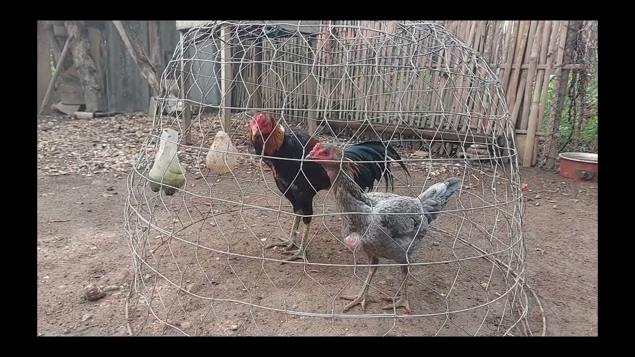 Tham Txog kev Xaiv Cais Qaib li Cas thiaj tau Qaib Zoo - YouTube