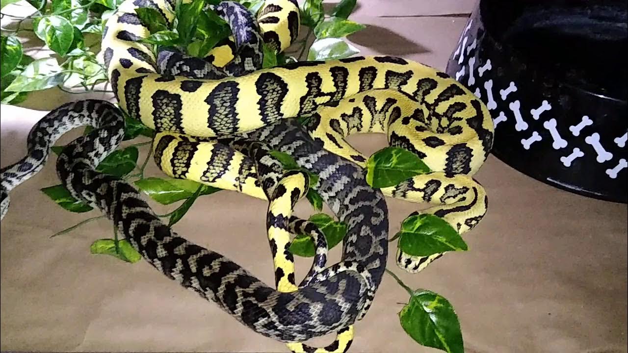 snakes porn!!! - YouTube