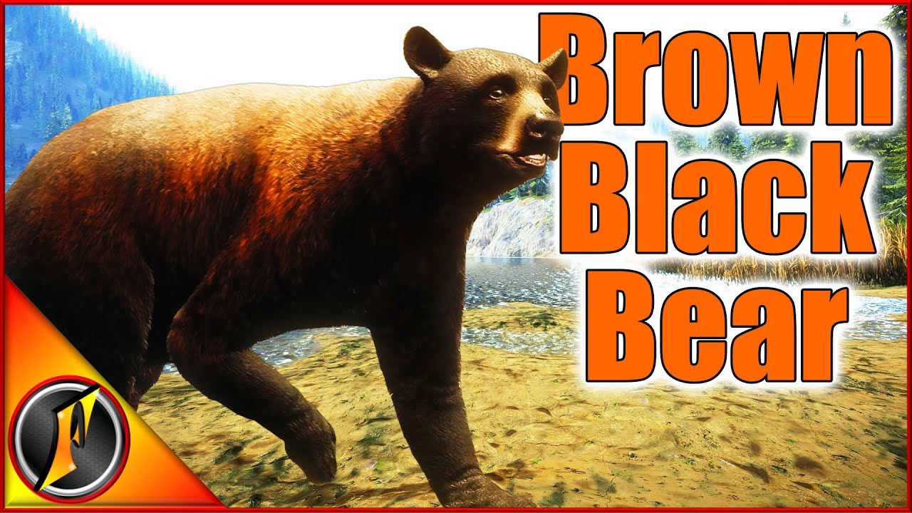 Our Final Missing Rare Bear: A Brown Fur Type Black Bear! - YouTube