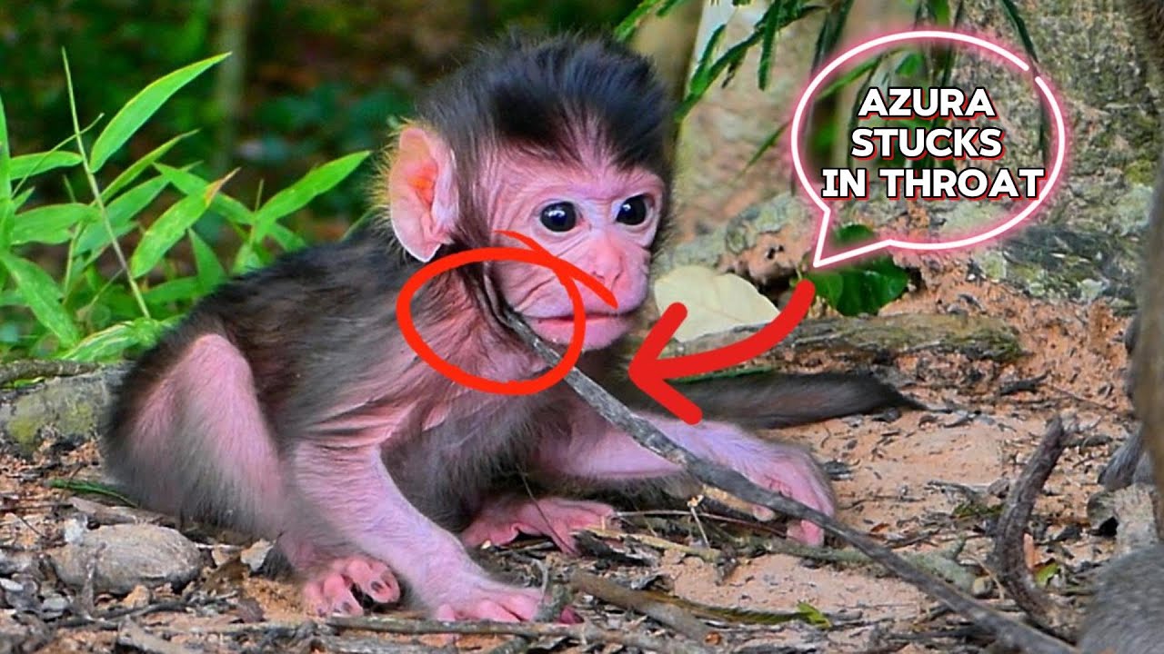 Emergency in the Wild Baby Monkey Can’t Move — Branch Stuck in Throat ...