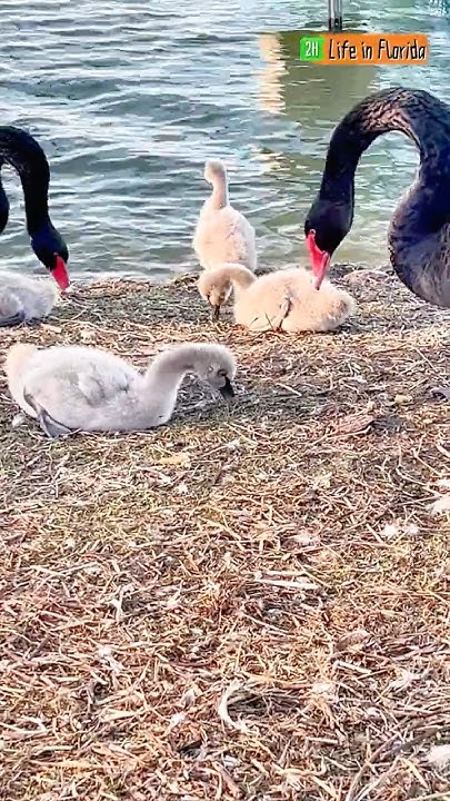 Cute Black Swan Cygnets Turn One Month Old - YouTube